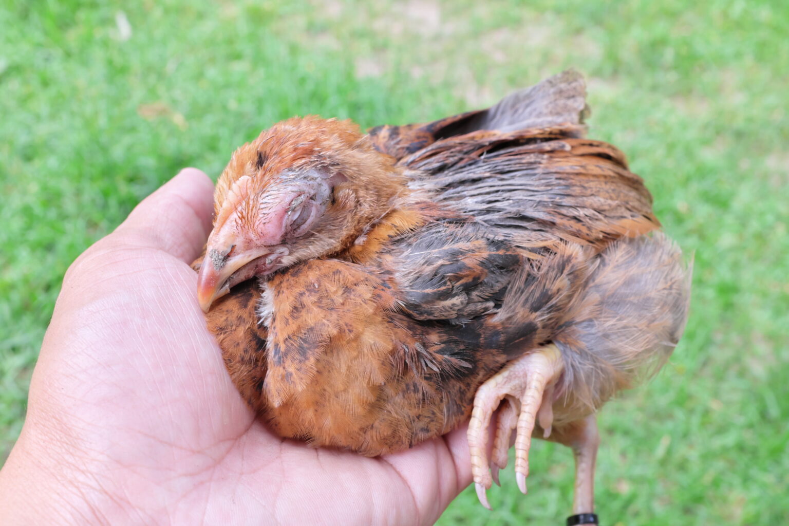Prevent Spring Poultry Illness - Backyard Poultry